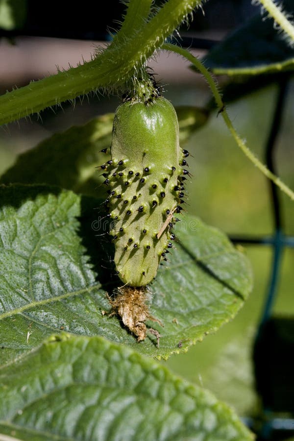 CORNICHON stock photo. Image of france, europe, plant - 171480258