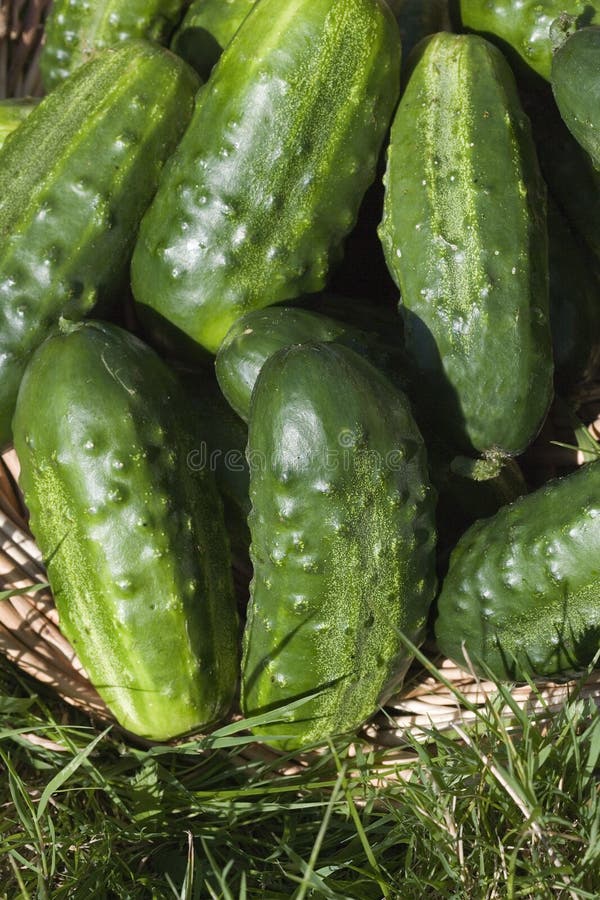 CORNICHON stock image. Image of gherkin, sativus, food - 171480259