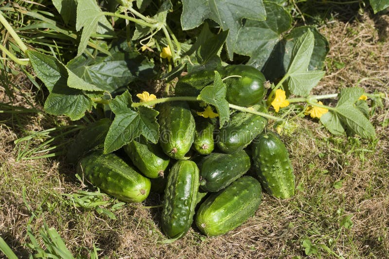 Cornichon image stock. Image du légume, europe, jardin - 171479513