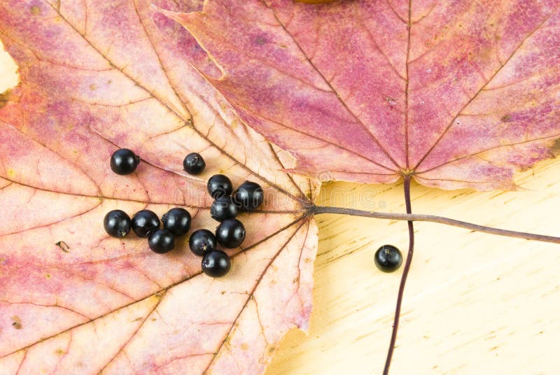 Cornina Sanguinea Del Dogwood Immagine Stock - Immagine di semi ...