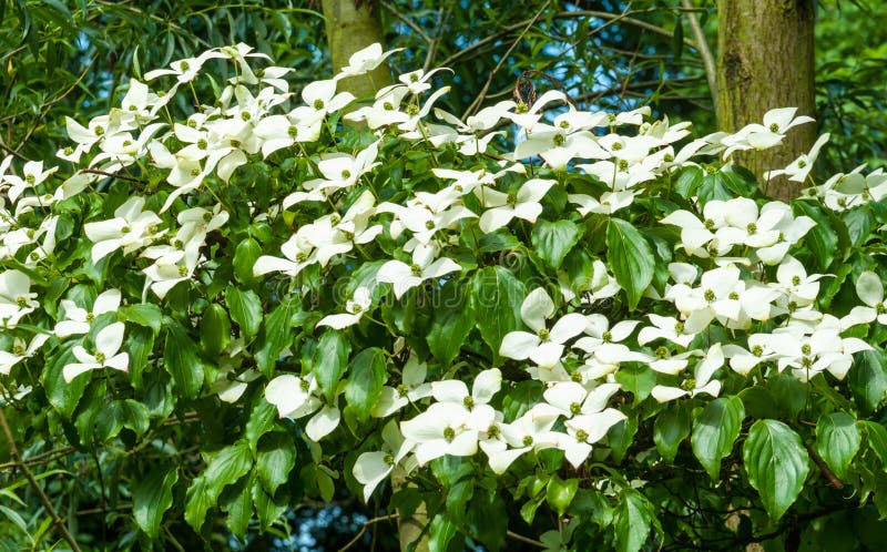 Ramo Della Cornina Del Corniolo Con Le Foglie Di Autunno Che Girano ...