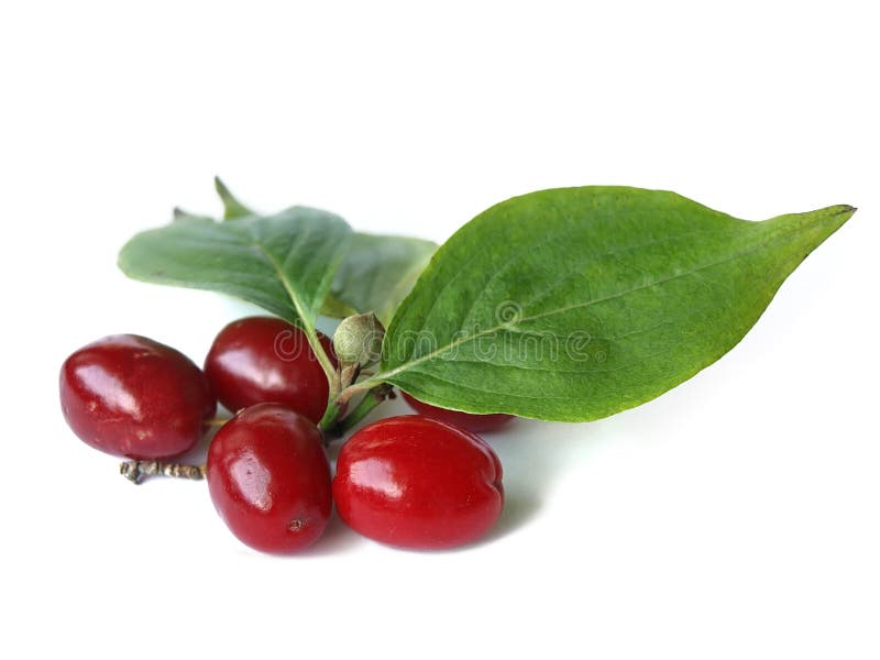 Corniolo (mas Della Cornina) Immagine Stock - Immagine di corniolo ...