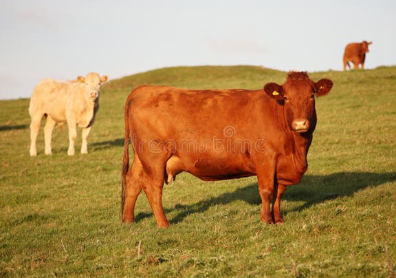 Cornish Cow Stock Photos - Free & Royalty-Free Stock Photos from Dreamstime