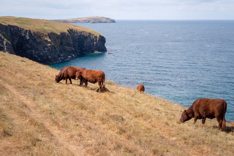 Cornish cows stock image. Image of kingdom, scenic, coastal - 125025643