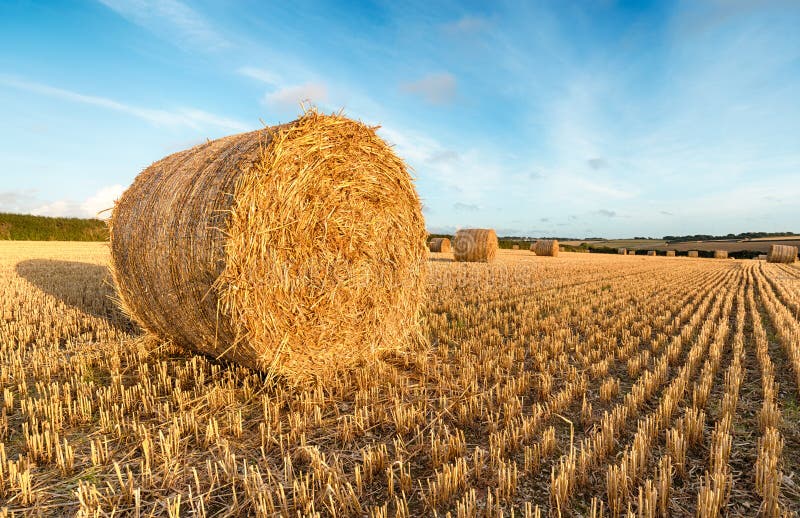 Cornish Harvest Time stock photo. Image of england, united - 61064880