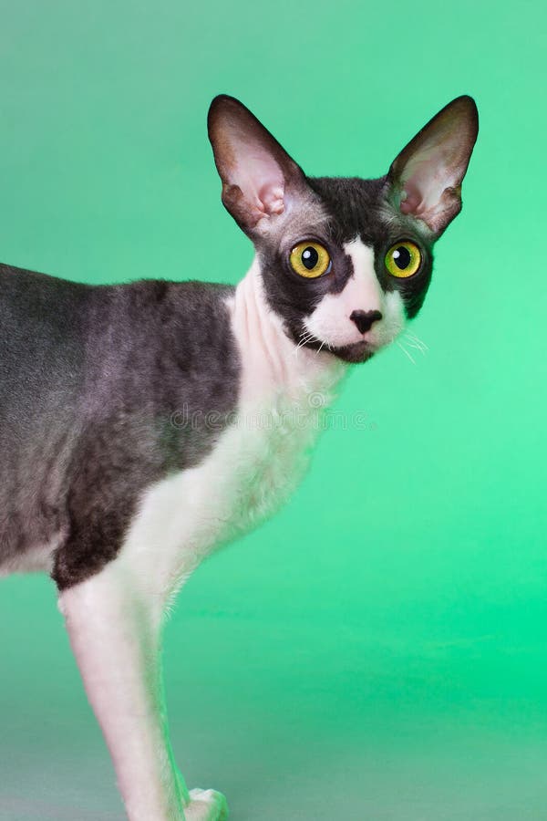 Cornrex Stock Photos - Free & Royalty-Free Stock Photos from Dreamstime