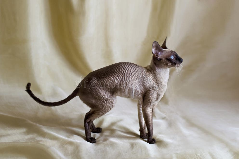 Cornish Rex cat stock photo. Image of animals, hair, furry - 27762912