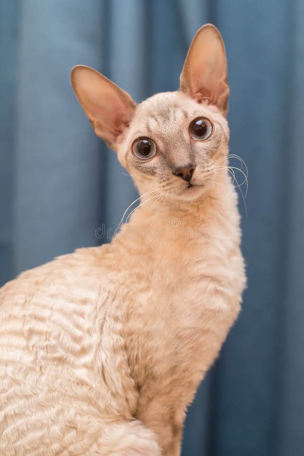 Cornish Rex cat stock photo. Image of friendly, exotic - 9439442