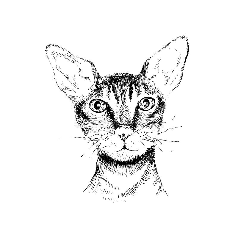 Cornish Rex Cat Portrait Isolated, Digital Art Stock Illustration ...