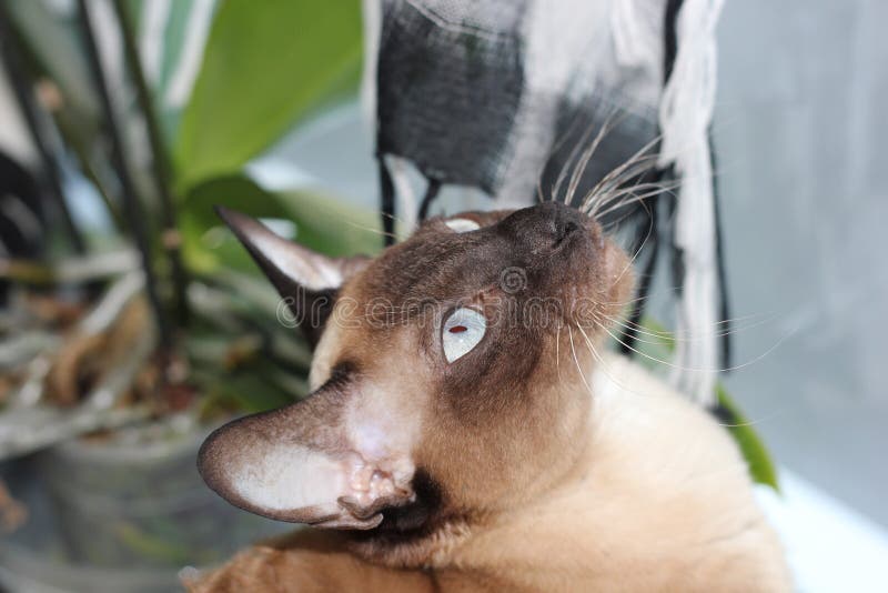 Cornish Rex Cat Siamese Coloring Stock Image - Image of cornish ...