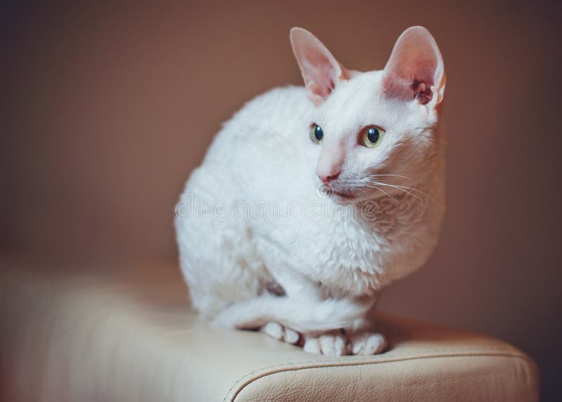 Cornish Rex cat sitting stock image. Image of violet - 62538949