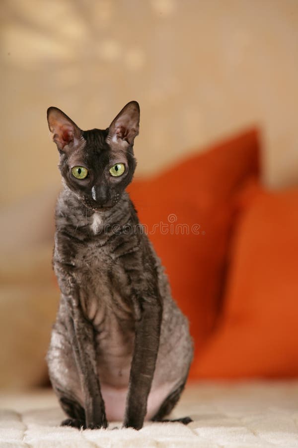 Cornish Rex Cat Sitting on the Sofa Stock Image - Image of pedigree ...