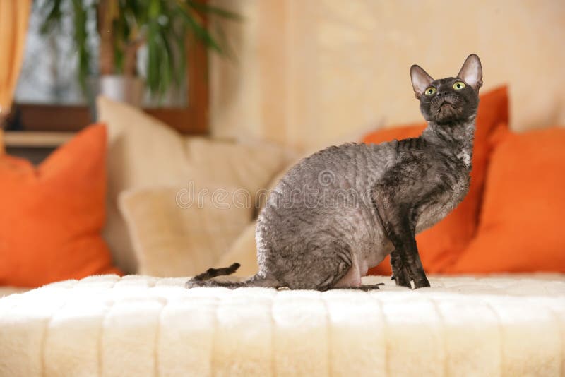 Cornish Rex Cat Sitting on the Sofa Stock Image - Image of sitting ...