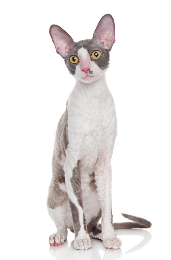 Cornish Rex-katt På Vit Bakgrund Fotografering för Bildbyråer - Bild av ...