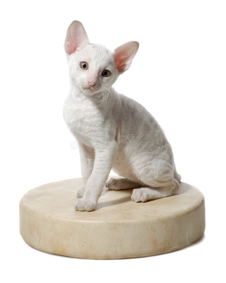 Cornish rex kitten stock photo. Image of short, nature - 10809106