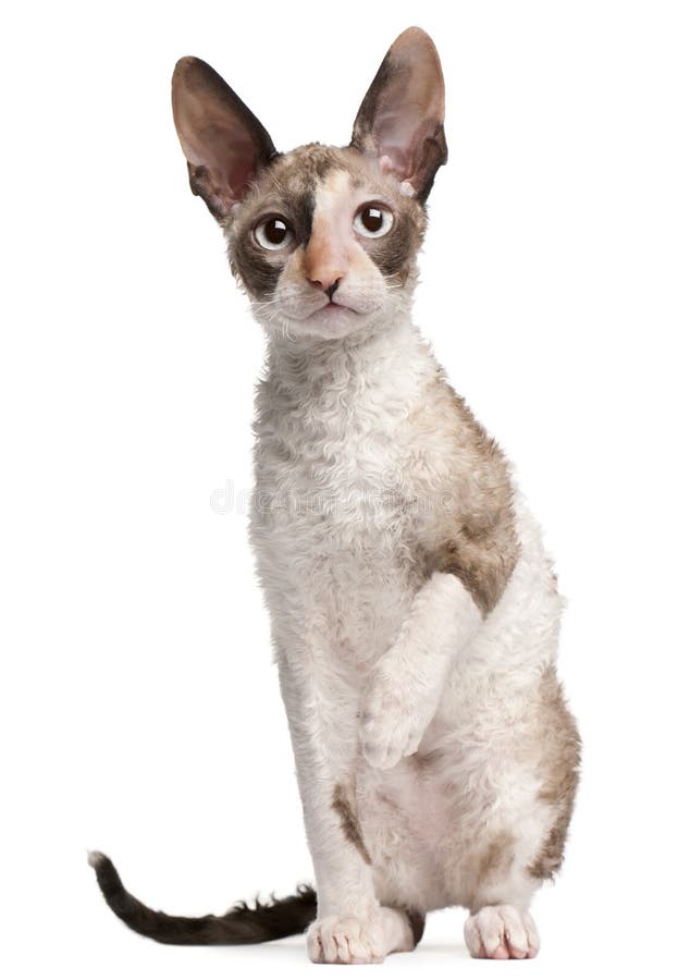 Devon Rex Cat Sitting in Front. Looking at Camera Stock Photo - Image ...