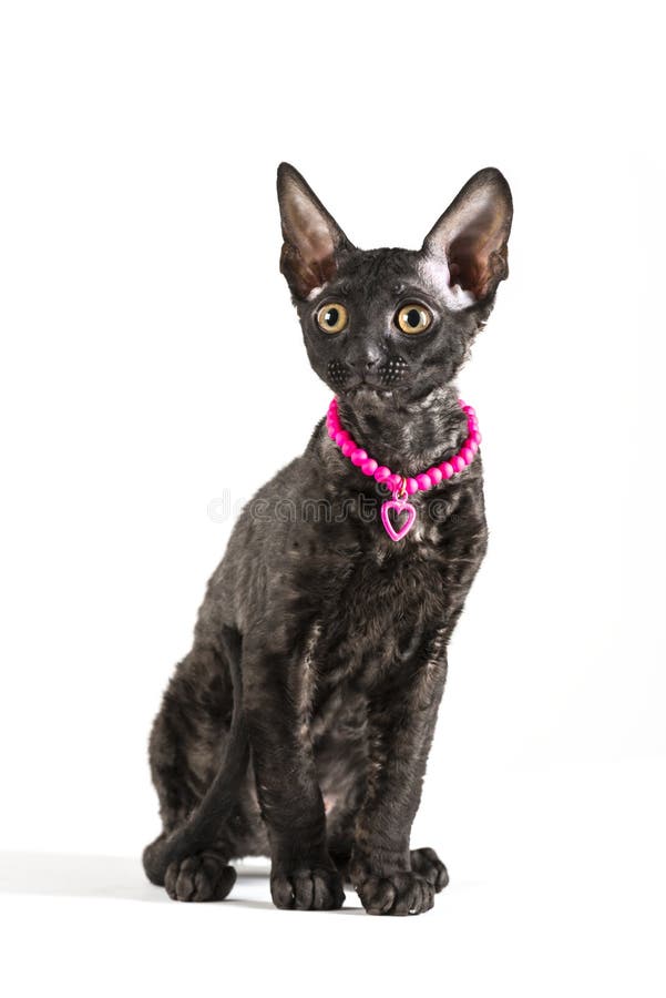 Pink Torques Stock Photos - Free & Royalty-Free Stock Photos from ...