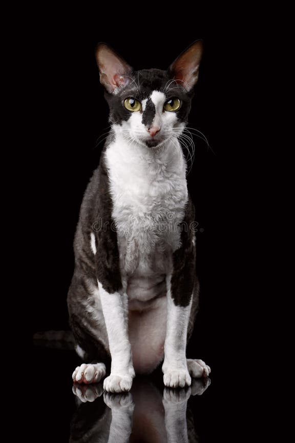 Cornish Rex Sits and Looking in Camera Stock Image - Image of furry ...