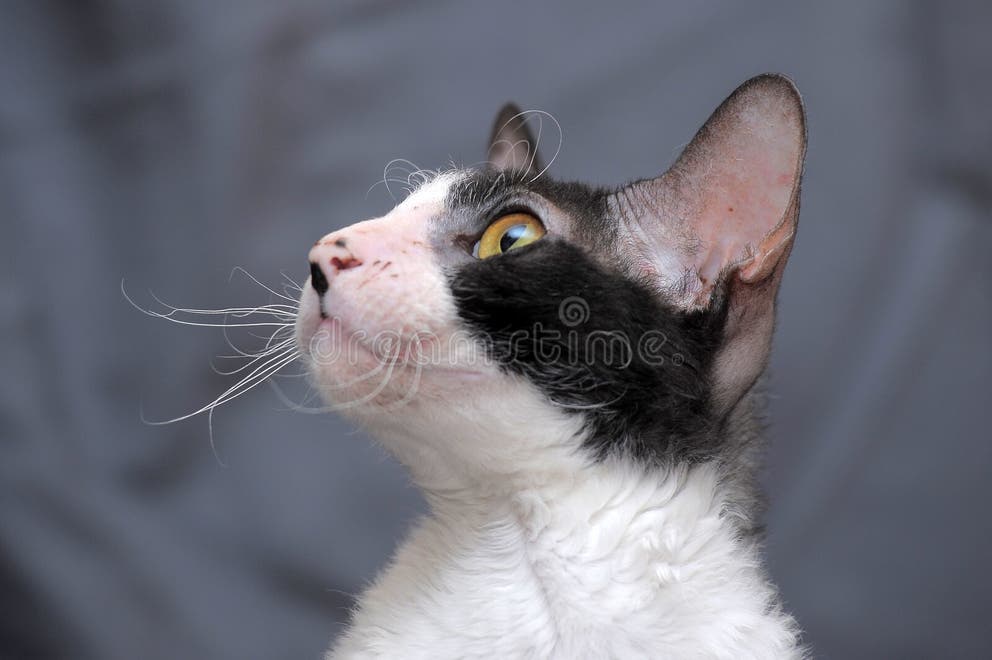 Cornish Rex stock photo. Image of furry, cute, brown - 35650140
