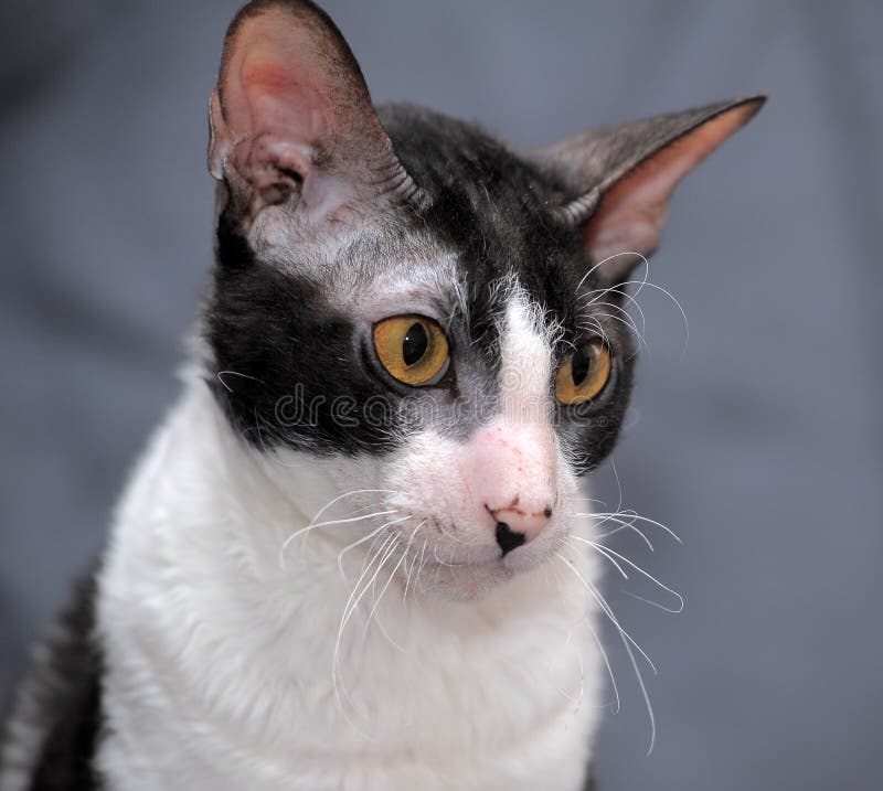 Cornish Rex stock photo. Image of furry, domestic, breed - 35650200