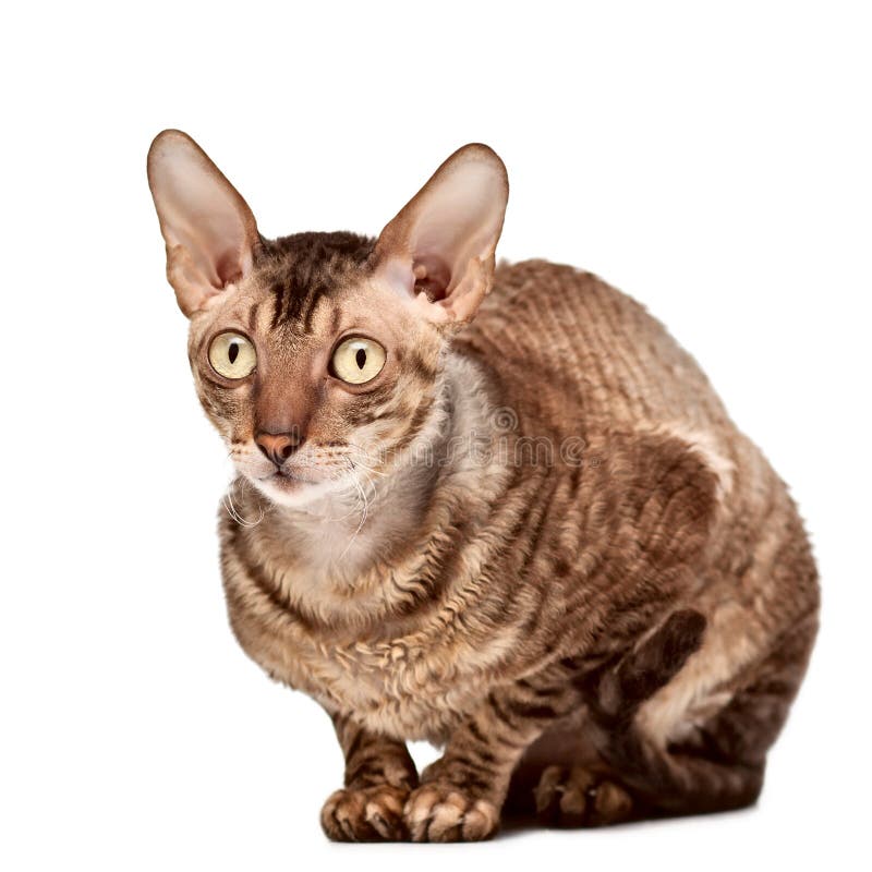 Cornish Rex-katt fotografering för bildbyråer. Bild av öron - 48821635