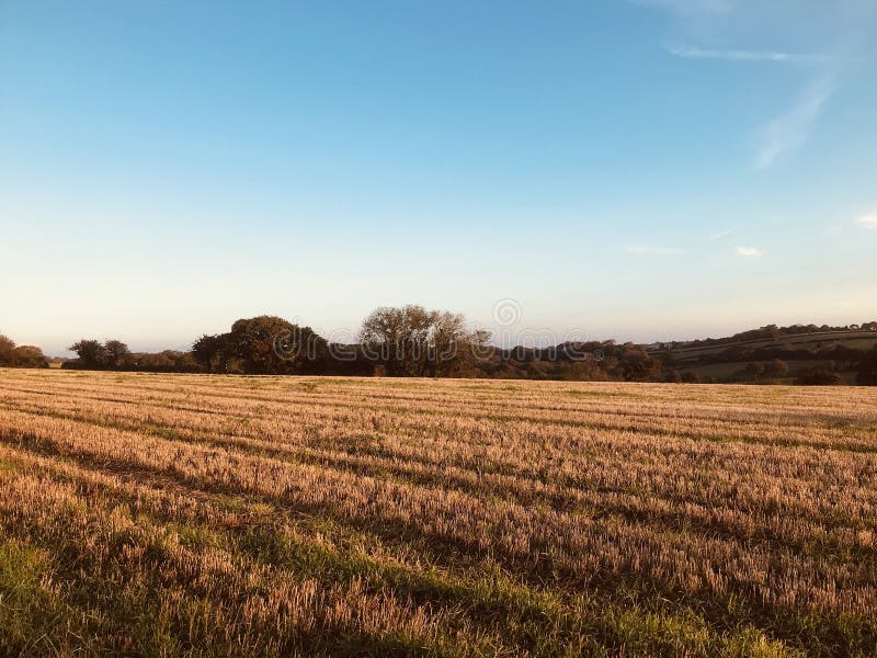 A Cornish Stubble Field in the Morning. Stock Photo - Image of ...