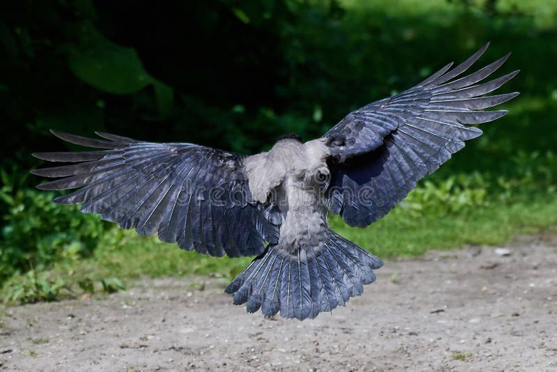 114 Vuelo Del Cuervo Con Las Alas Abiertas Fotos de stock - Fotos ...