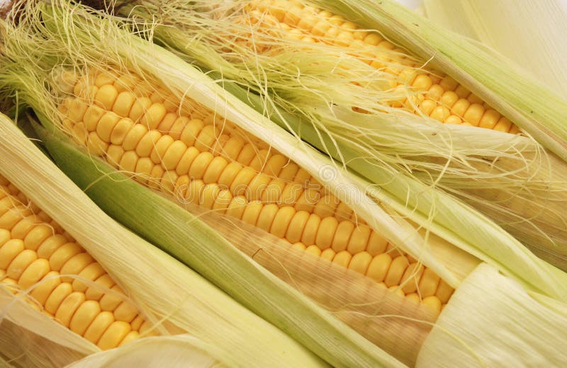 Corns stock photo. Image of cereal, grow, corn, food, diet - 5915898