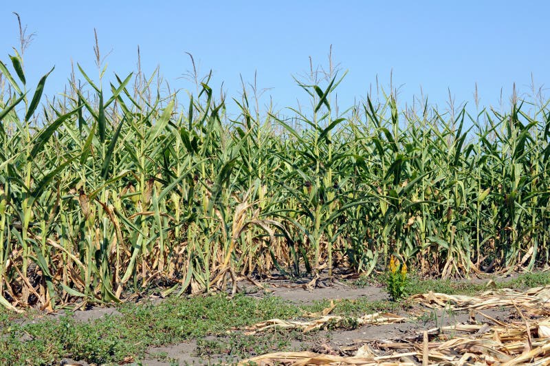 Corns on field stock photo. Image of sunny, crop, harvest - 29605056