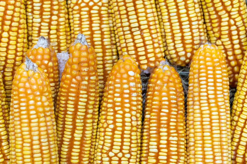 Corns for food industrial stock photo. Image of brown - 167868730
