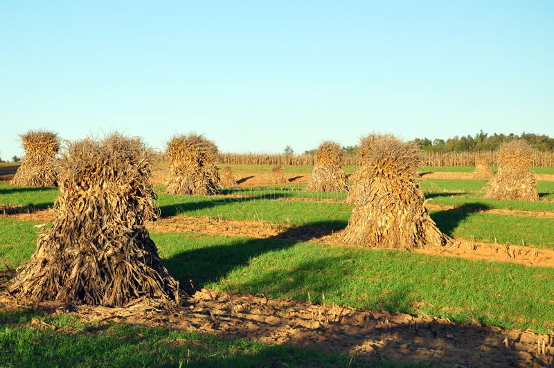 Cornshocks stock image. Image of autumn, farm, budled - 27130213