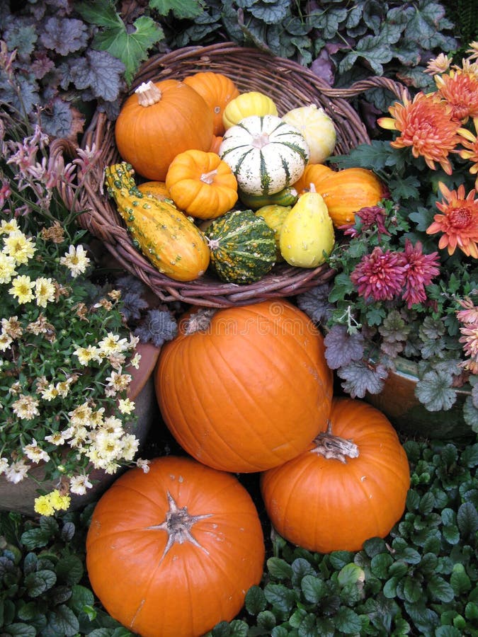 Cornucopia stock image. Image of organic, autumn, colorful - 9014313