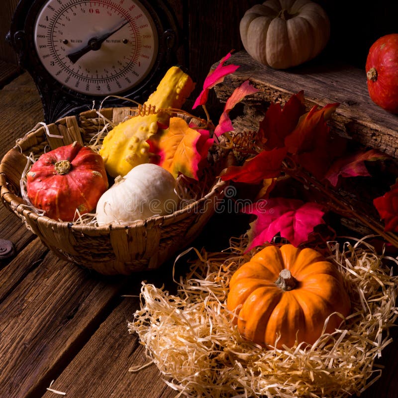 Cornucopia stock image. Image of horn, fall, gourds, gourd - 79219761