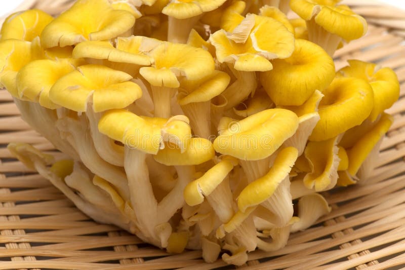 Cornucopiae Amarillos Del Seta-Pleurotus De La Ostra Foto de archivo ...