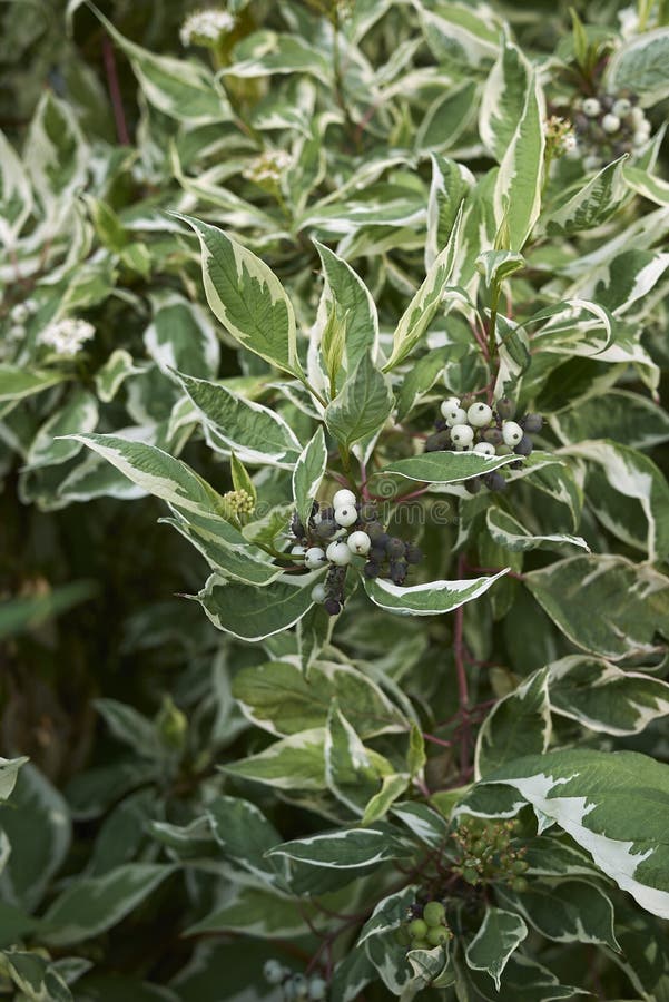 Cornus Alba Elegantisima Colorful Foliage Stock Photo - Image of fall ...