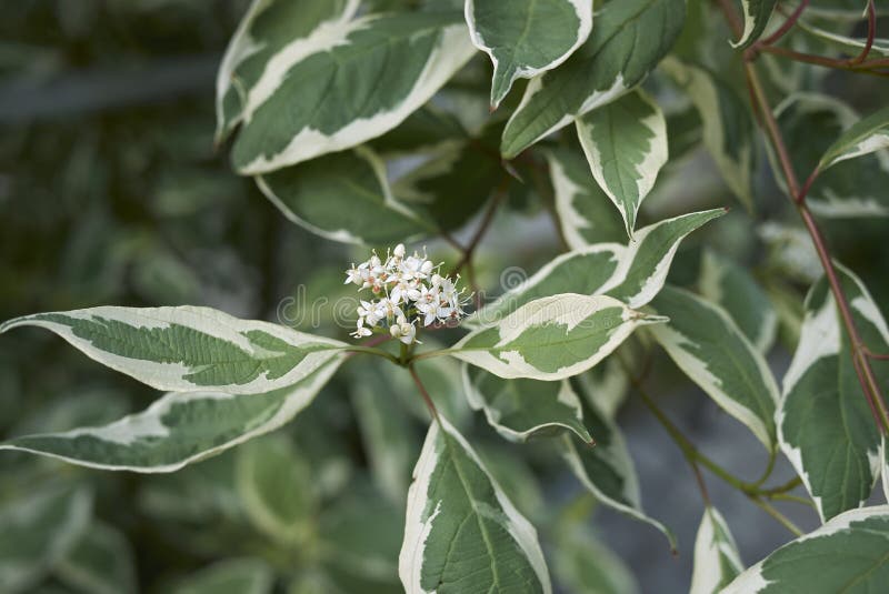 Cornus Alba Elegantisima Shrub Com Flores E Frutos Foto de Stock ...