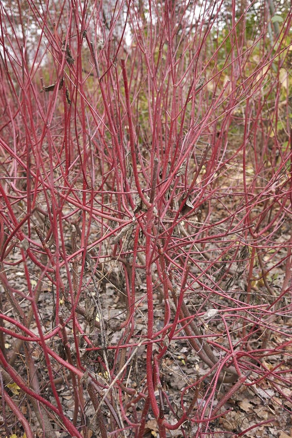 Cornus Alba Shrub in Winter Stock Image - Image of redbarked ...