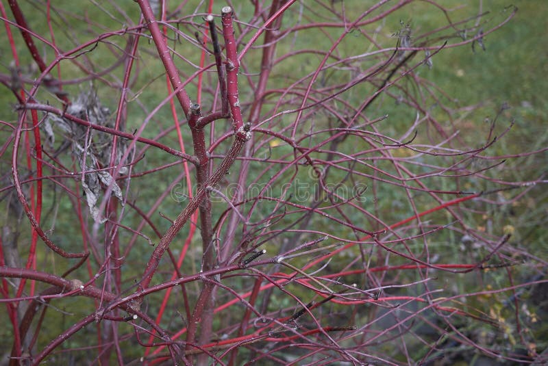 Cornus Alba Shrub in Winter Stock Image - Image of alba, nature: 250833505