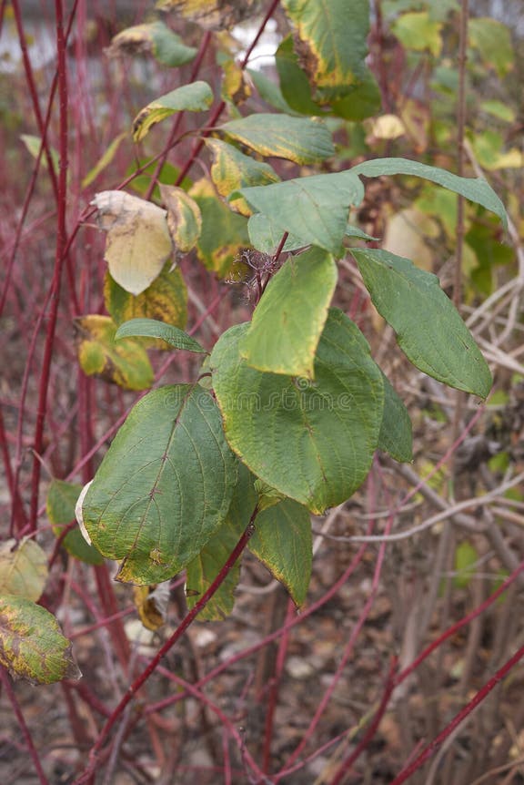 Cornus Alba Shrub in Winter Stock Image - Image of color, outdoor ...