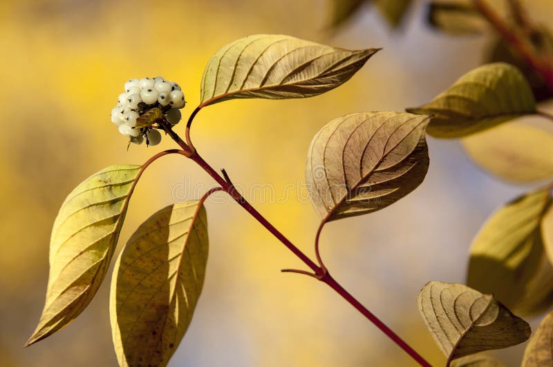 Cornus alba stock photo. Image of alba, green, colorful - 122287884