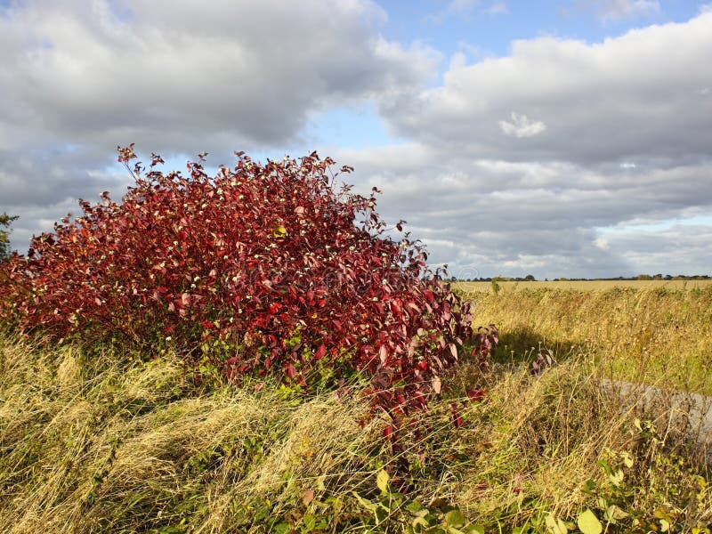 Cornus in autumn stock photo. Image of leaves, colors - 11326760