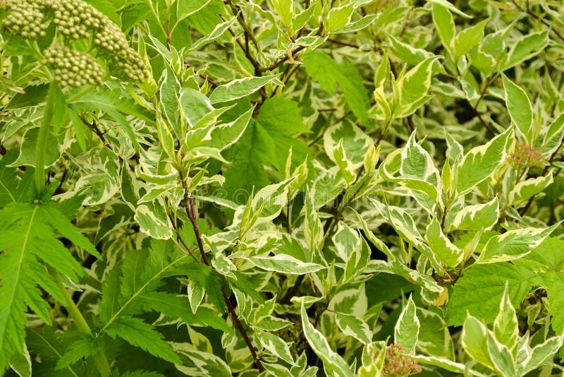 Cornus Blanco De Deren Alba Fondo Para La Postal Imagen de archivo ...