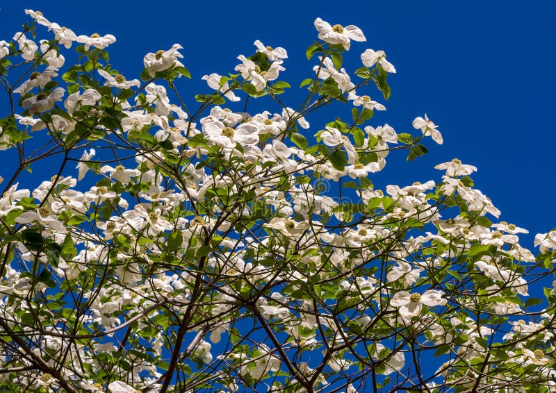 Cornus Branco Florida Da árvore De Corniso Na Flor Completa Na ...