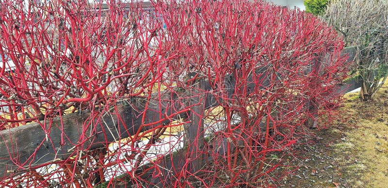 Cornus Bush with Red Branches Grows Along a Wooden Fence. Stock Photo ...