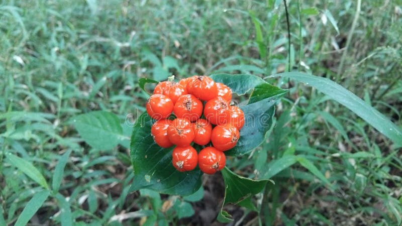 Cornus Canadensis or Bunchberry Dogwood with Round Red Berries Stock ...
