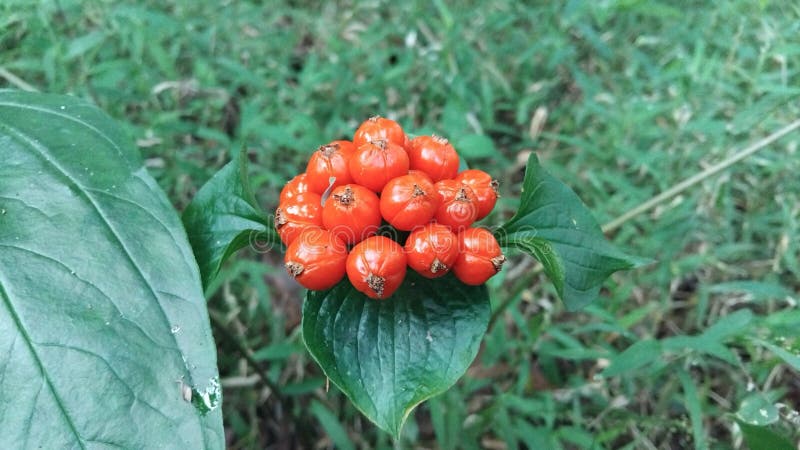 Cornus Canadensis or Bunchberry Dogwood with Round Red Berries Stock ...