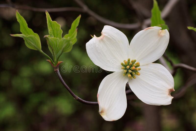 Cornus Florida stock image. Image of botany, white, pistil - 24660857
