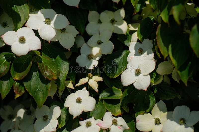 Cornus florida, Dogwood, stock photo. Image of yellow - 280240204