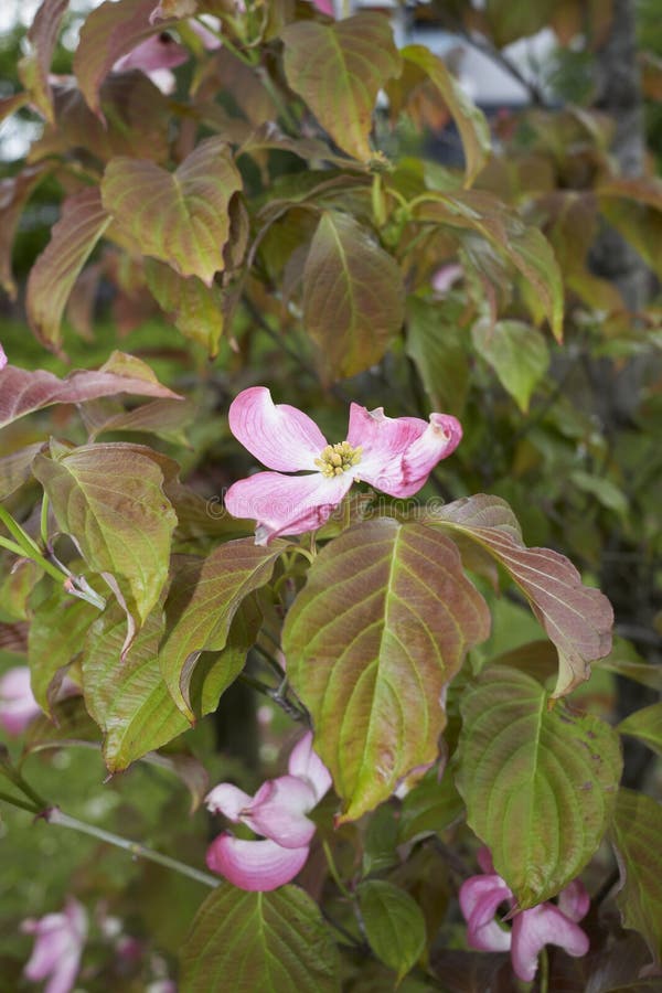 Cornus Florida Rubra in Bloom Stock Image - Image of bloom, green ...