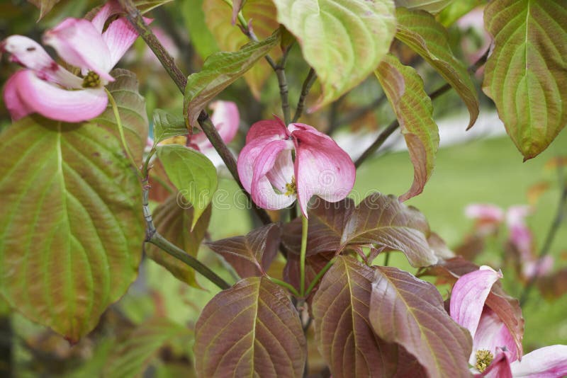 Cornus Florida Rubra Em Flor Foto de Stock - Imagem de marrom, planta ...